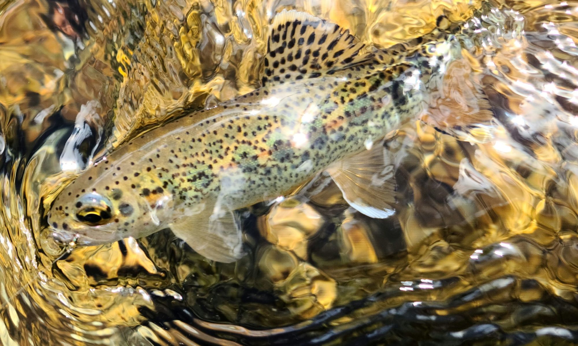 Club History – 101 FLY FISHERS